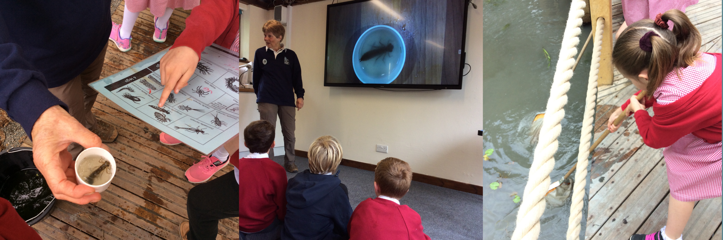 Outdoor Schooling with Kent Wildlife Trust - LASER Energy